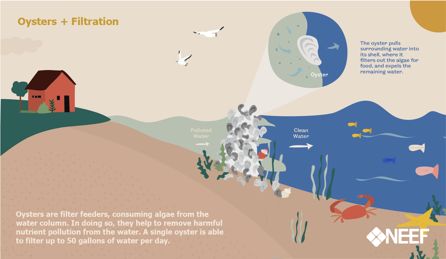Oysters & Filtration Infographic | The National Environmental Education ...