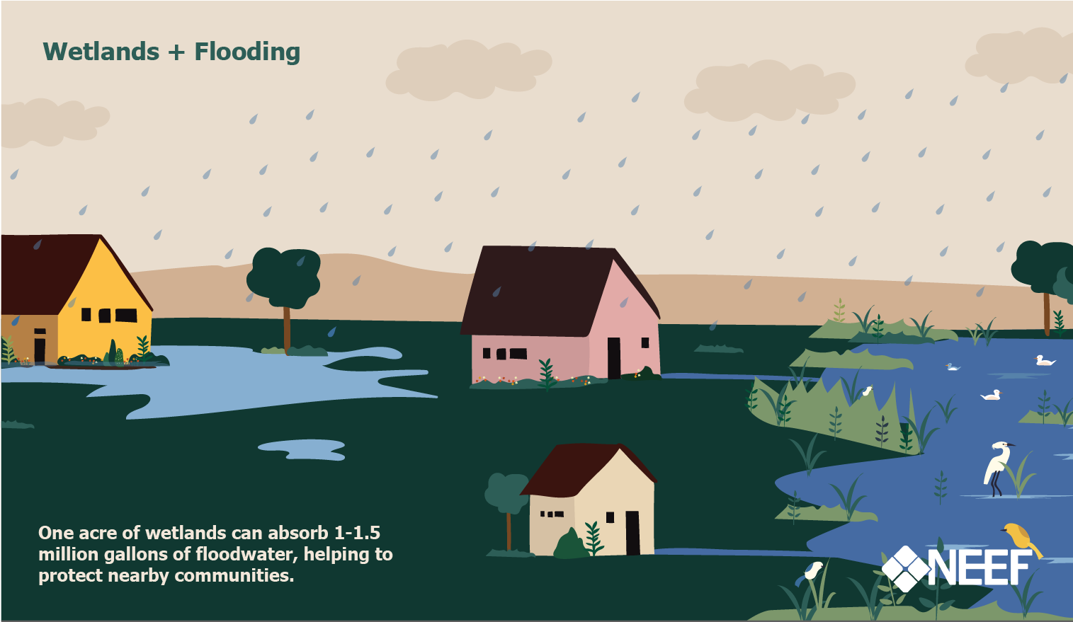 Wetlands Flooding Infographic The National Environmental Education Wetlands Flooding Infographic The National Environmental Education