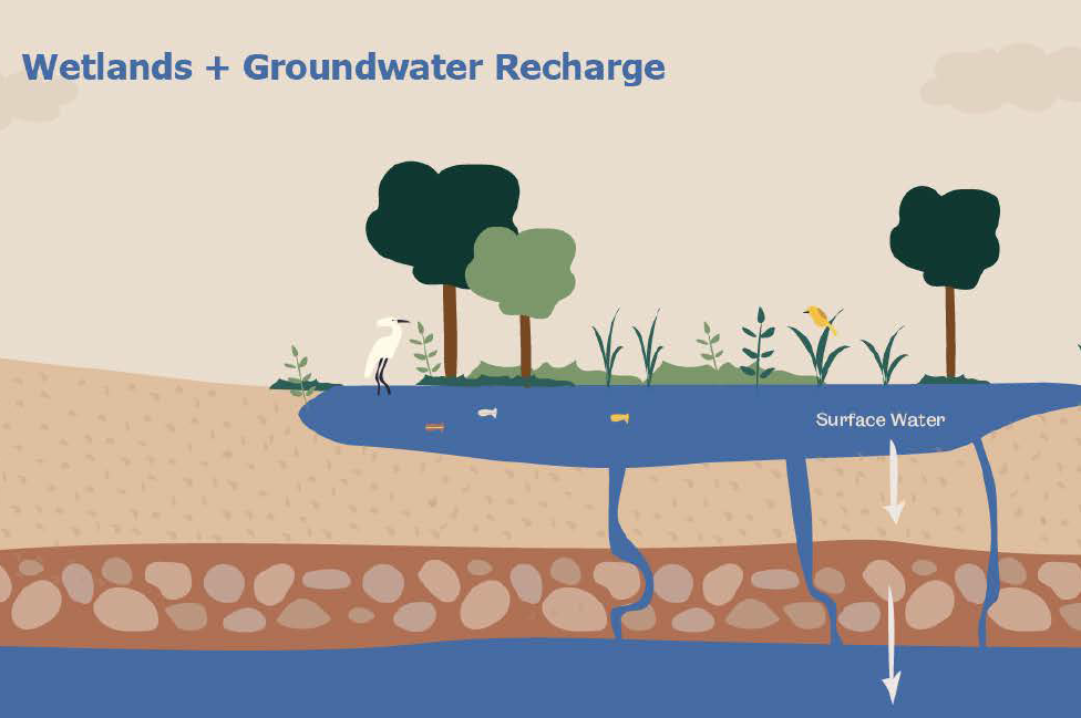 Wetlands & Groundwater Recharge Infographic | The National ... Wetlands & Groundwater Recharge Infographic | The National ...