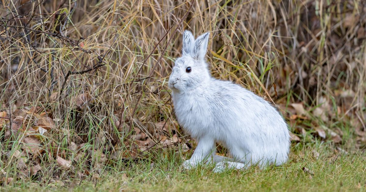 How Climate Change is Changing Animal Habits | The National ...