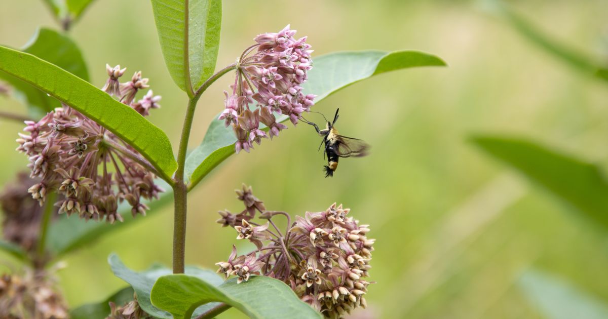 The 2024 Biodiversity Conservation Grant Empowers Communities to ...