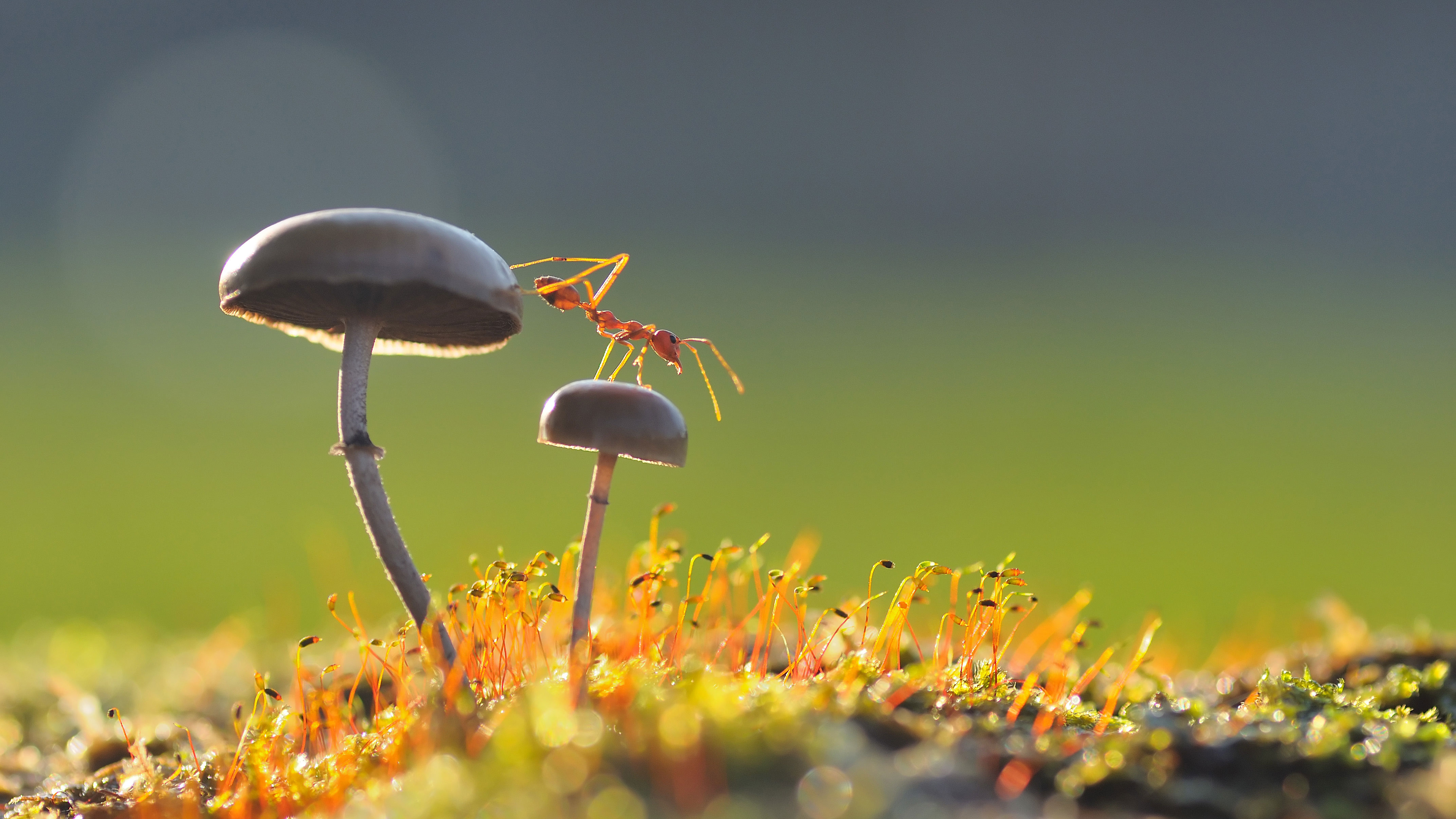 What is Biodiversity? Activity Guide | The National Environmental ...