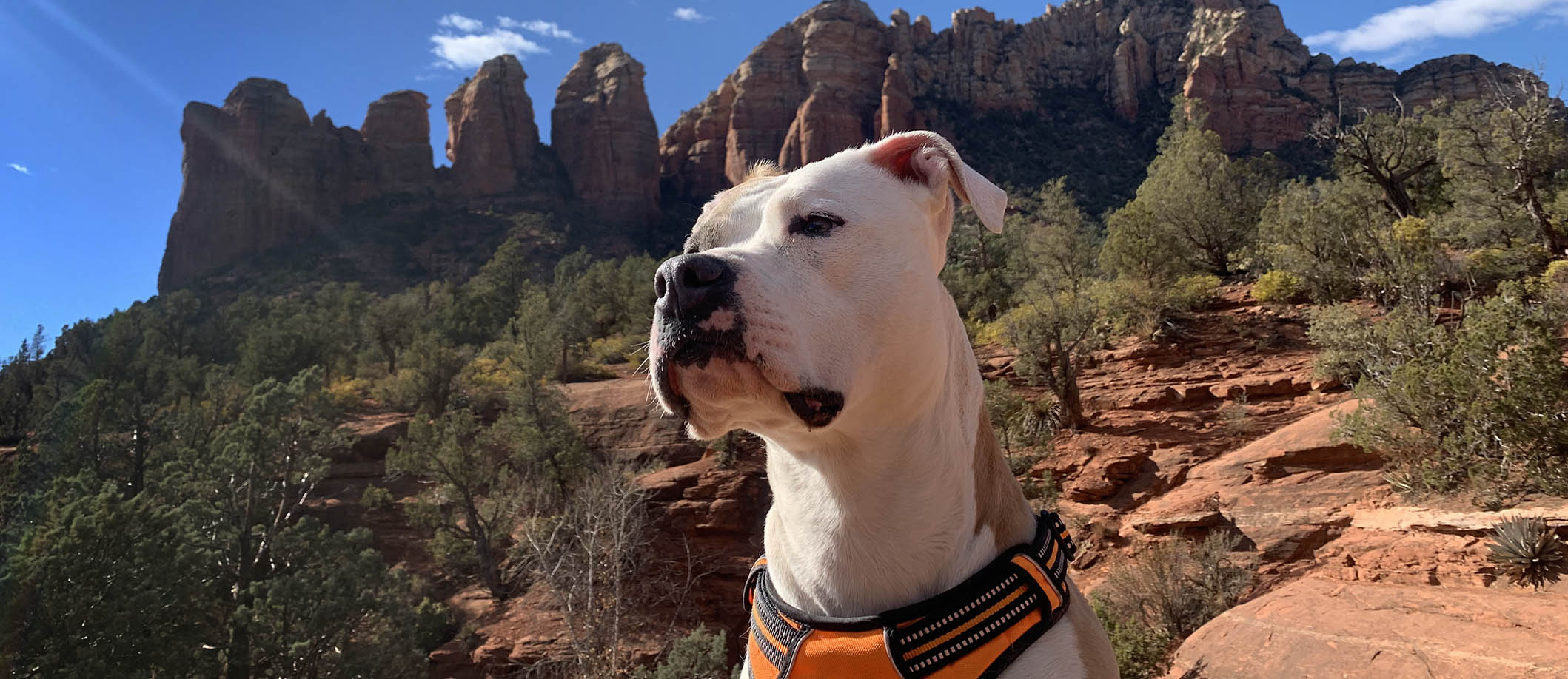 Discover Safe and Fun Public Lands Adventures with Your Dog | The ...
